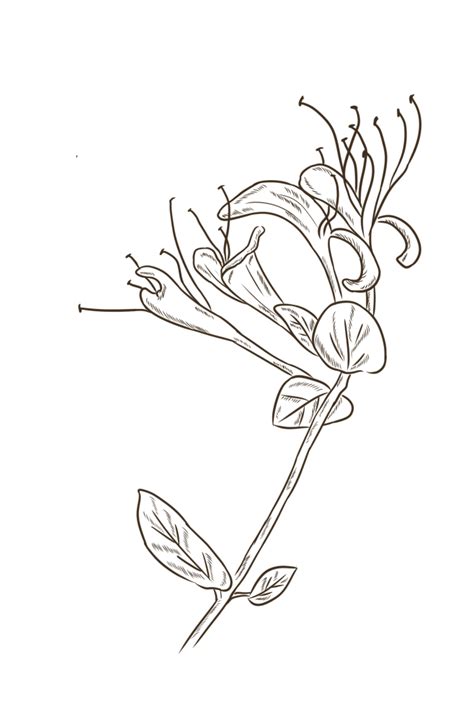 金银花