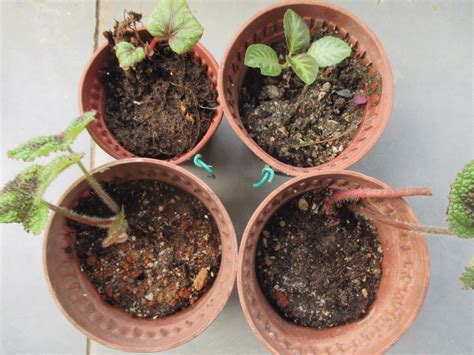 Garden Chronicles Of James David Propagating Rhizome Begonias