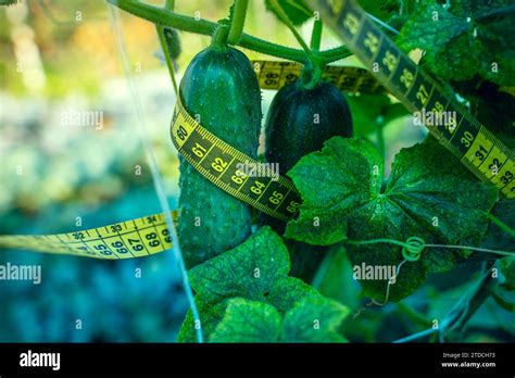 Assessing The Cucumber Harvest With A Measuring Tape Close Up