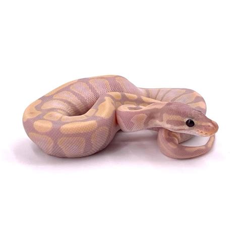 Python Regius Super Banana Python Royal REPTILIS