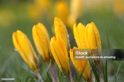여전히 닫힌 물방울 크로커스의 꽃 노란 새싹에 빗방울 노란 크로커스가 있는 초원 봄의 전령 이른 개화기 봄의 전조 노란 반점이 있는 녹색 배경 0명에 대한 스톡 사진 및