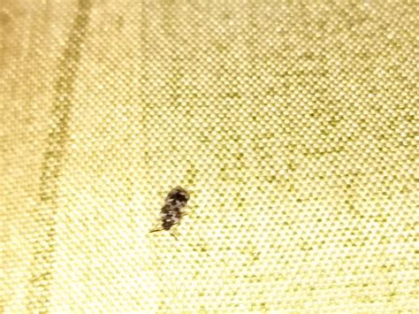 Trogoderma Quinquefasciatum From Manzana 015 Benito Juárez 57000 Nezahualcóyotl Méx México