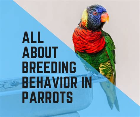 Breeding Behaviors In Parrots A Complete Guide Birds News