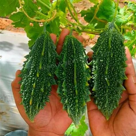 Green Bitter Gourd Hybrid Seeds At ₹ 650pack Hybrid Bitter Gourd