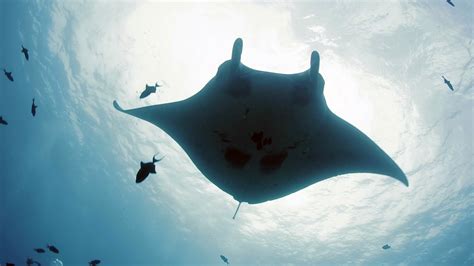 무게 1톤의 거대한 만타 가오리 Manta Ray Youtube