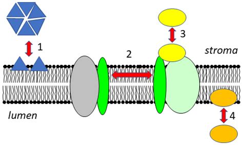 Thylakoid Membrane Photosynthesis