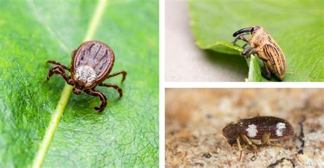 15 Bugs That Look Like Ticks Picture And Identification