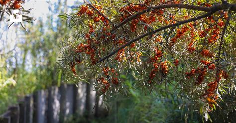 빨간 열매가 울타리에 매달려 있는 나무 사진 Unsplash의 무료 보겔천문대 Tij Haringvliet 이미지