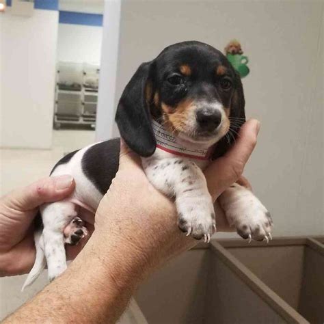 Miniature Dachshund Piebald