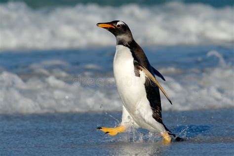 Pinguim Correndo Na água Do Oceano Um Pinguim De Gentoo Salta Da água