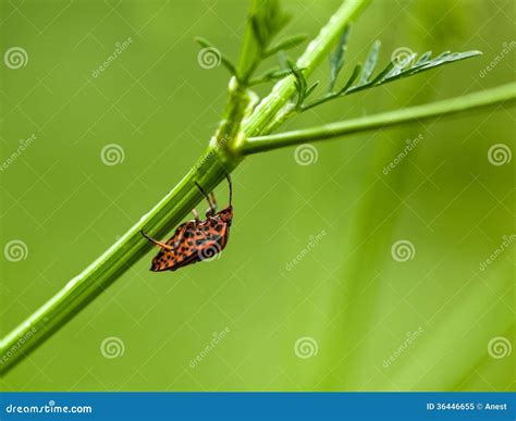 Forest Bug Hidden Under Grass Stem Stock Image Image Of Small Garden 36446655