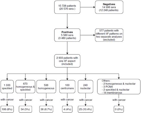 Anti Nuclear Antibody Positive Result