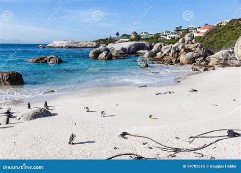 Boulders Beach Editorial Image Image Of Africa Cape 94702615