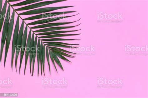 파스텔 핑크 배경에 열대 야자수 잎 평평한 평지 상단 보기 복사 공간 여름 배경 자연 열대 잎과 창조적 인 최소한의 배경 리프 패턴 0명에 대한 스톡 사진 및 기타 이미지