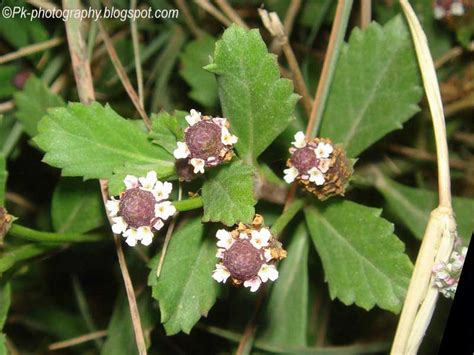 Frog Fruit Phyla Nodiflora Nature Cultural And Travel Photography Blog