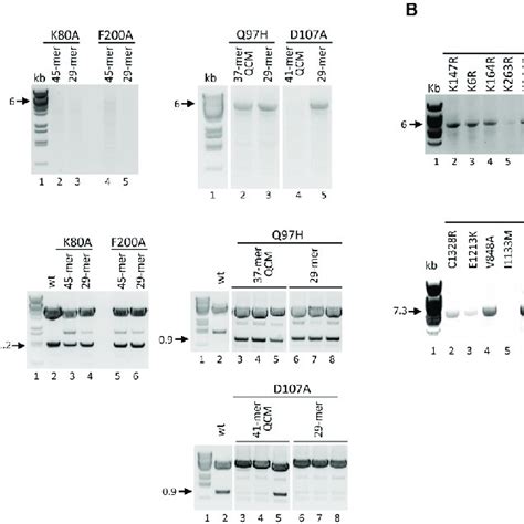 Schematic Representation Of Co Integrate And Binary Vectors A Download Scientific Diagram