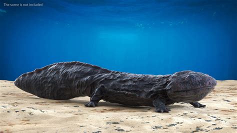 Andrias Davidianus Dark Wet Rigged Model Turbosquid 2239723