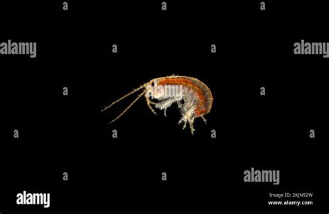 Subphylum Crustacea Stock Videos And Footage Hd And 4k Video Clips Alamy