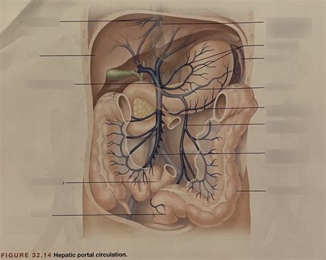 Hepatic Portal Circulation Diagram Quizlet