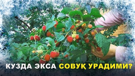 Малинани кузда экса совуқ урадими? - YouTube