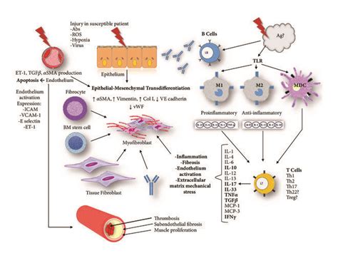 Scheme Of The Pathogenesis Of Systemic Sclerosis Participation Of The Download Scientific