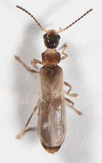 Malthodes Parvulus Bugguidenet
