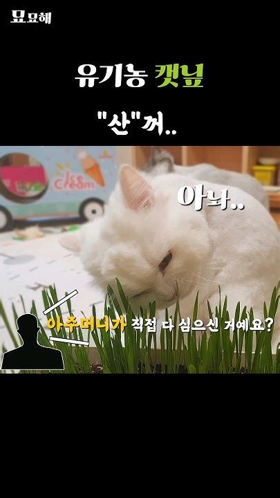 자연인 깻잎 랄랄 자연인 고양이 웃긴고양이 병맛패러디 Shorts Youtube