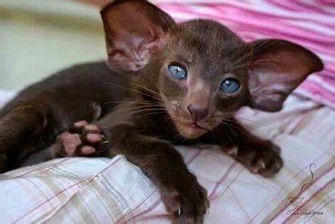 The Fascinating World Of Oriental Shorthair Cats With Bat Ears A