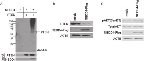 Nedd4 Activated Akt Signaling Pathway Through Diminished Pten Protein