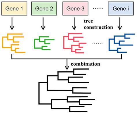 Common Methods For Phylogenetic Tree Construction And Their