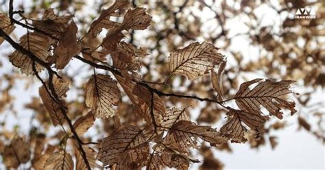 مرگ زودرس زاگرس؛ آفتی که به جان بلوط‌ها افتاده است