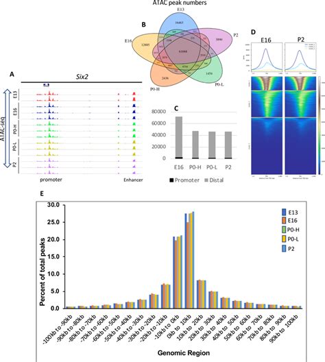 Profiling Of Open Accessible Chromatin Regions During Npc Maturation