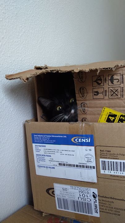 Cat Lazy Free Photo On Pixabay