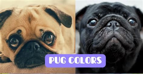 Types Of Pugs Colors
