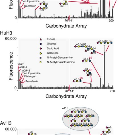 Glycan Array Analysis Of Human H1 H3 And Duck H3 Hemagglutinins Ha