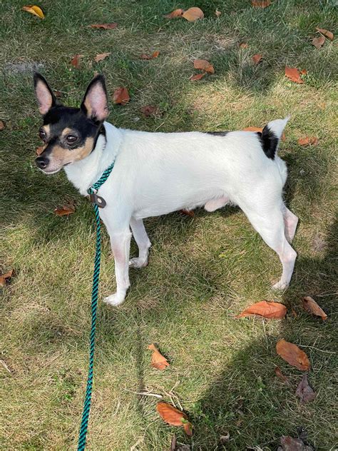 Toy Fox Terrier Fat At Lillian Hecker Blog