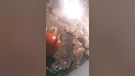 ফারুকী পল্টি ফার্মের বোর্ডিং মুরগি Youtube