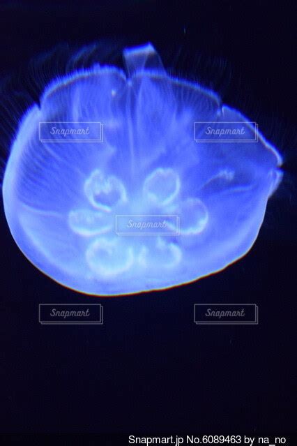 水槽に浮かぶクラゲの写真・画像素材[6089463] Snapmart（スナップマート）