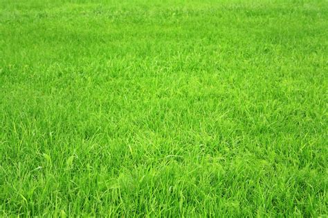 Скачать фотообои для рабочего стола Зеленая трава текстура травы обои на рабочий стол