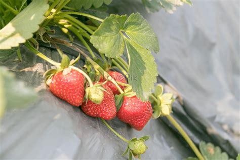 딸기 사진 무료 다운로드 Lovepik