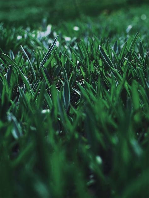 Grass Lawn Macro Free Photo On Pixabay Pixabay Grass Lawn Macro Free Photo On Pixabay Pixabay