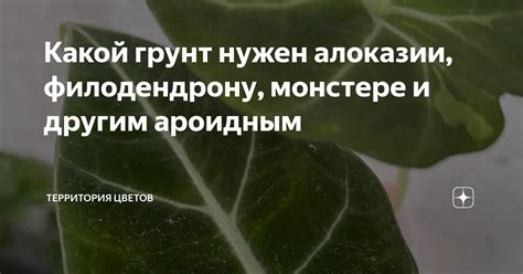 Какой грунт нужен алоказии, филодендрону, монстере и другим ароидным ...