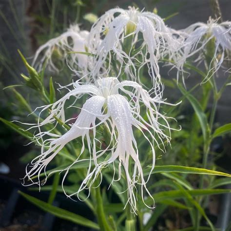 17 Mysterious Plant Behaviors Scientists Still Cant Explain Plantisima