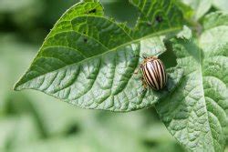 Отрава для колорадских жуков из продуктового магазина