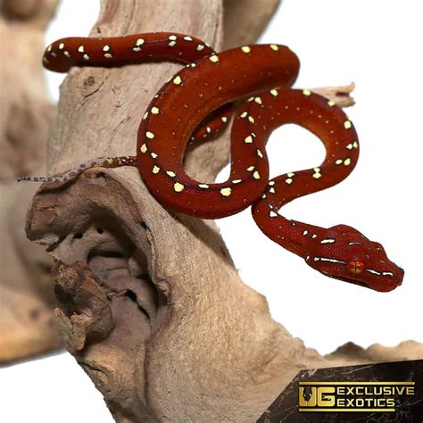 Red Green Tree Python