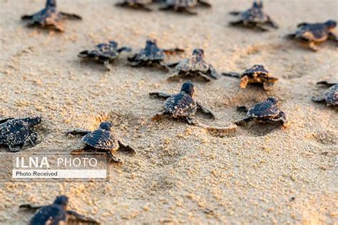 ویدئو بزرگترین تجمع لاک‌پشت‌ها در جهان