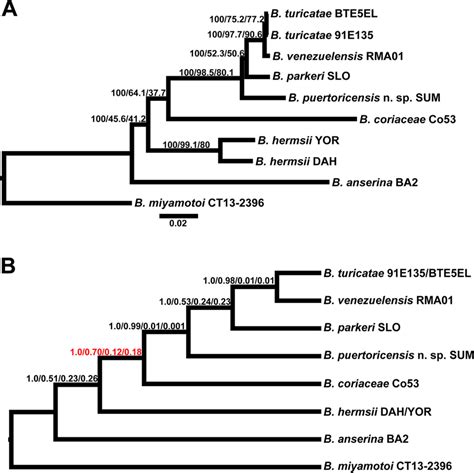 Phylogenomic Analyses A Maximum Likelihood Species Tree Was Inferred
