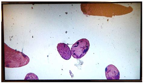 Mintron Hdmi Camera Startup Settings [applied Scientific Instrumentation]