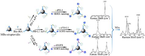 Schematic Illustration For The Detection Of SPD 1 SPD L1 And SEGFR Download Scientific Diagram