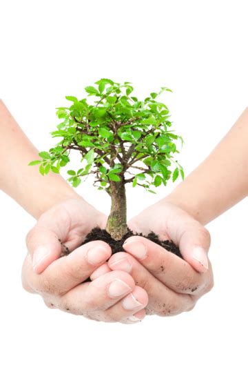 Tree In Hands Green New Tree Growth PNG Transparent Image And Clipart For Free Download